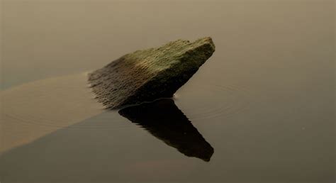 Define Biomagnification And Provide An Example Of A Pollutant That