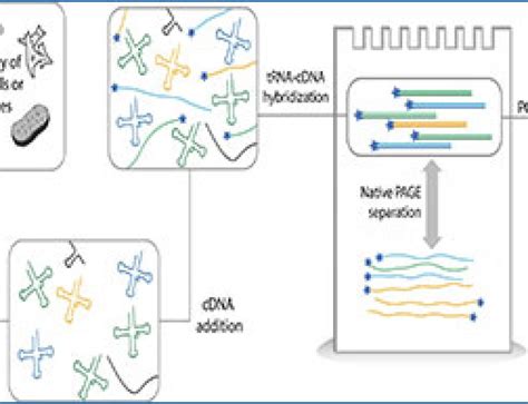 AltAnlayze Bulk And Single Cell RNA Seq Tutorial RNA Seq Blog