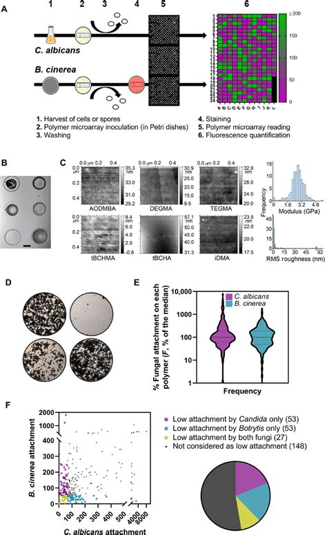 Polymer Microarray Screening For Fungal Attachment A Fungal Download Scientific Diagram
