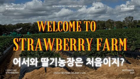 🍓세컨딸라고 딸기농장갔다가 개후회하고 지역이동했슴다 🍓 호주딸기농장 호주워홀 호주워킹홀리데이 브리즈번워홀 호주농장 호주세컨 호주세컨농장 호주딸기 Youtube