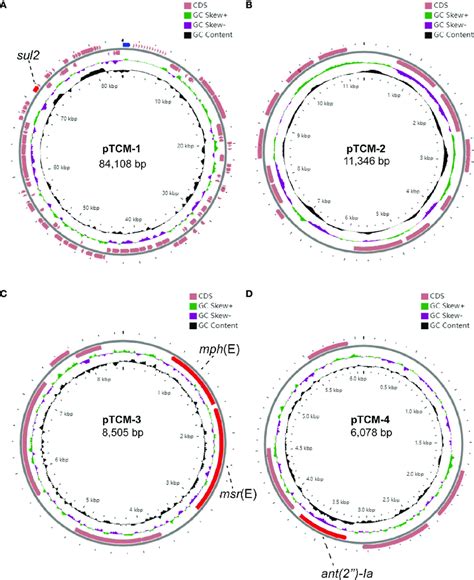 Four Circular Plasmid Maps In A Pittii Tcm Strain Red Arrows Indicate