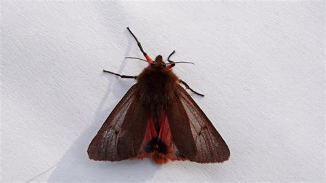 Ruby Tiger Markeisingbirding