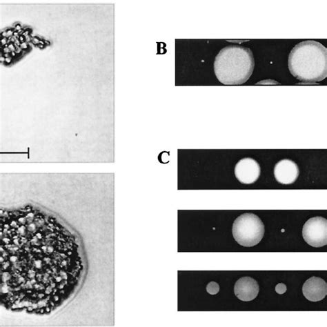 Growth Of Yeast Strains Expressing Dna Binding Domain Mutants Of Rap1p