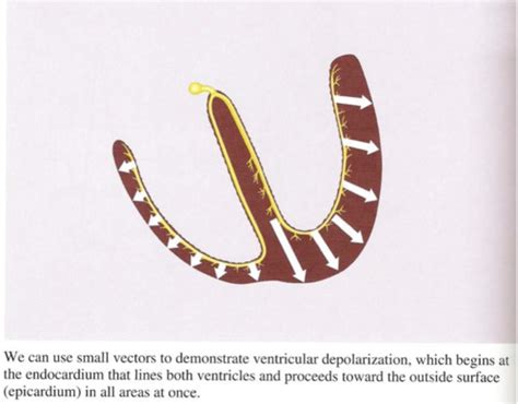 Ekg Axis Flashcards Quizlet