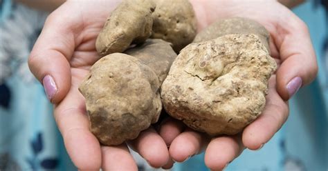 How To Store And Clean Fresh Truffles Eataly London