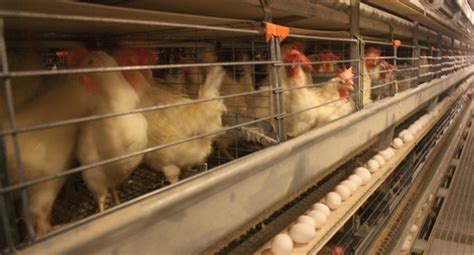 Баян брэндийн өндөг дотоодын зах зээлийн 65 70 хувийг хангадаг