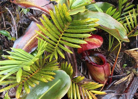Nepenthes Rajah Tropical Pitcher Plant In Habitat Hybrid Pitcher