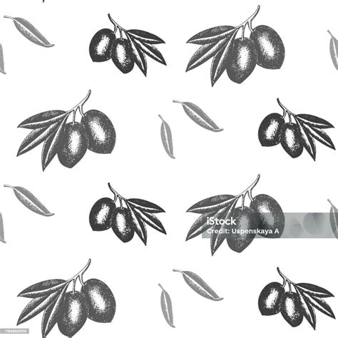 손으로 그린 매끄러운 패턴 올리브 가지 잎 이탈리아 요리 디자인 엑스트라 버진 오일 식품 화장품 포장 포장을위한 과일 흰색 배경에서 격리된 벡터 그림 건강한 식생활에 대한