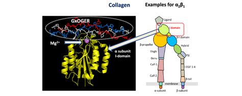 The Crystal Structures Of Integrin A2 I Domain And Its Mg 2 Dependent Download Scientific