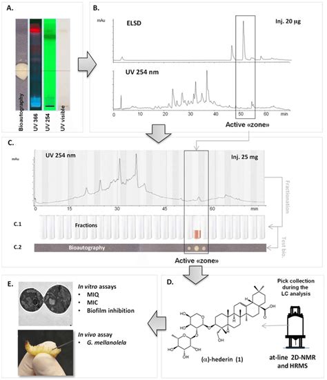 A Hptlc Analysis And Antifungal Bioautographic Of The Methanolic