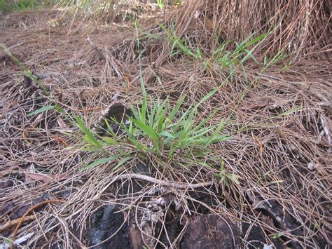 Surf Coast Nature Search