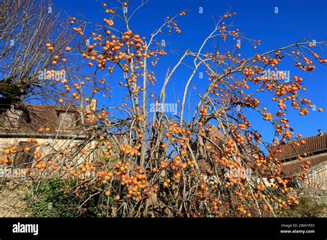 This Tree Is A Persimmon Tree Whose Fruit Is Persimmon Ripe Persimmons On A Persimmon Tree In