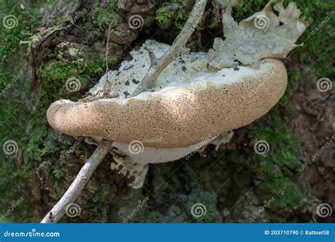 Fungi Are Saprophytes And Parasites That Live On Trees In Parks And Forests Of The Planet Stock