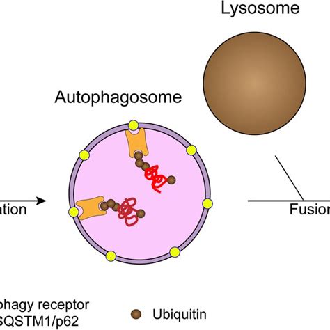 Regulation Of Tfeb In Autophagy Download Scientific Diagram