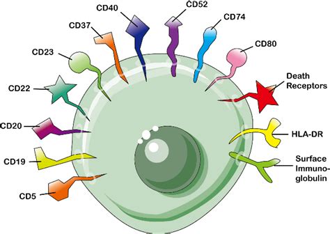 Cluster Of Differentiation Cd Antigens The Science Notes