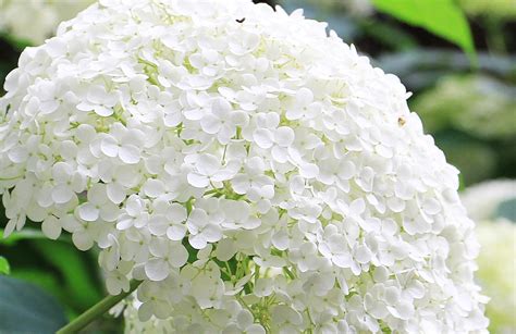Best Hydrangeas For Usda Hardiness Zone 3 Cold Hardy Varieties