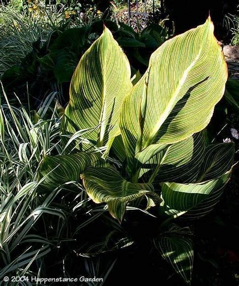 Plantfiles Pictures Orange Flowered Variegated Canna Lily Pretoria