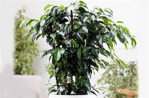 روش های نگهداری و تکثیر گل بنجامین