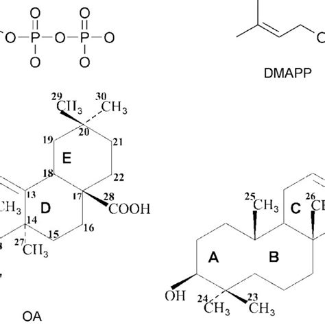 Chemical Formula Of Ipp And Dmapp A And Oa And Ua B Download Scientific Diagram