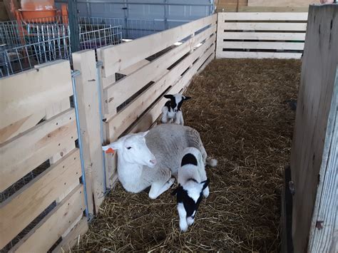 Lamby...