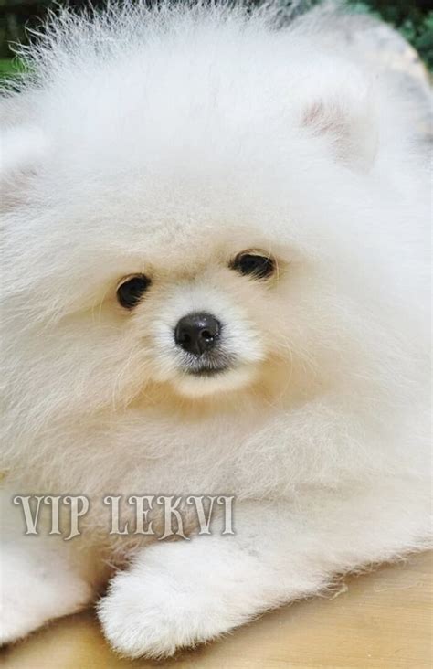 Vip Lekvi პატარა ჯიშის მინი ლეკვები მინი ჯიშის ლეკვები