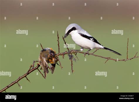 Loggerhead Shrike Prey