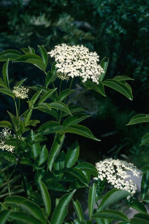Water Parsnip Photograph By Arthur W Ambler Fine Art America