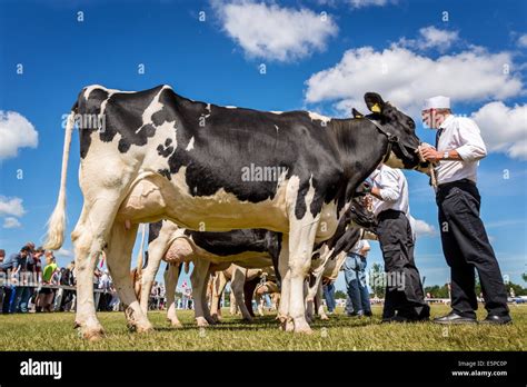 Holstein Show Cows