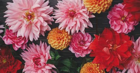 화려한 빨강 분홍색 및 주황색 달리아는 소박한 나무 평평한 누워에 구성되어 있습니다 꽃 카드 아름 다운 가을 벽지입니다