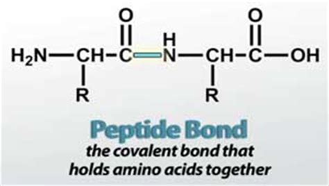 Proteins I: Structure and Function - Video & Lesson Transcript | Study.com