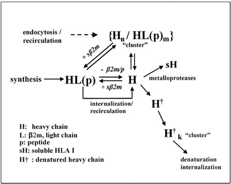 a possible model proposed for the dynamic cell surface organization of