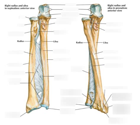 Radius And Ulna Osteopathy Diagram Quizlet