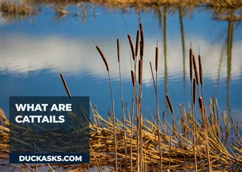 Do Ducks Eat Cattails Duck Asks