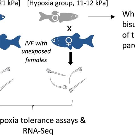 Experimental Design Groups Of Adult Male Zebrafish Are Maintained In