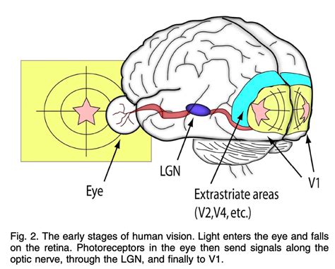 How We See A Visual Representation By Regupta Mar 2024 Medium