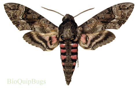 Agrius Cingulata Bioquipbugs