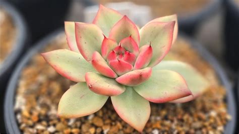 다복다복다육 오색마리아 파이너리 민초금 신화금 시월애 라이브방송 재미나게 참여해 주세요 Youtube