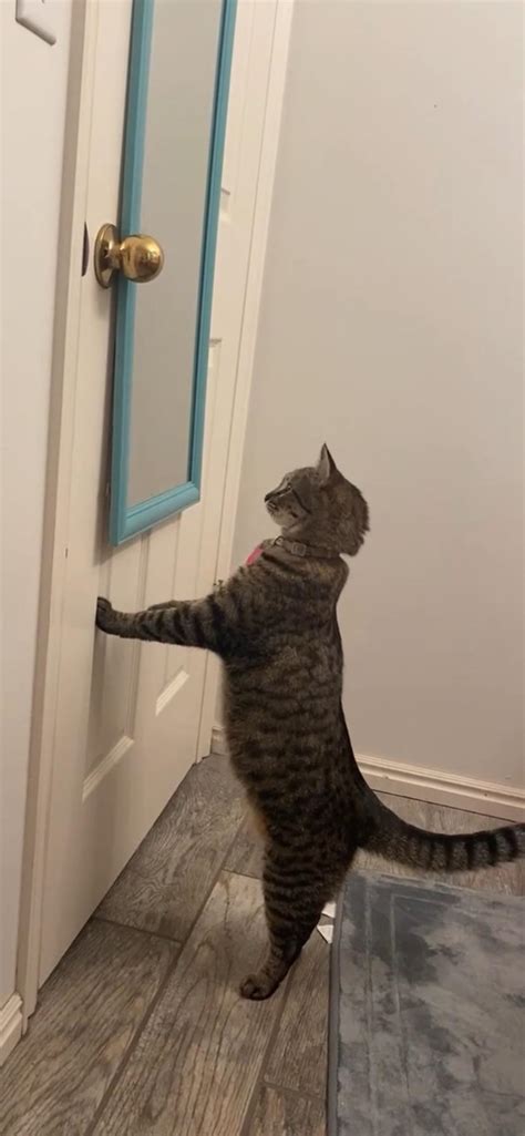 The Time My Cat Discovered Shes A Cat R Cats