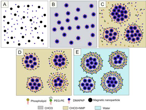 Figure 5 From Development Of Theranostic Cationic Liposomes Designed