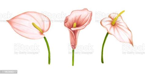 흰색 배경에 부드러운 분홍색 베이지 색 꽃 Anthurium을 그리는 손 세트 초대 장 섬유 인쇄 및 디자인 장식 이국적인 요소 0명에 대한 스톡 벡터 아트 및 기타 이미지