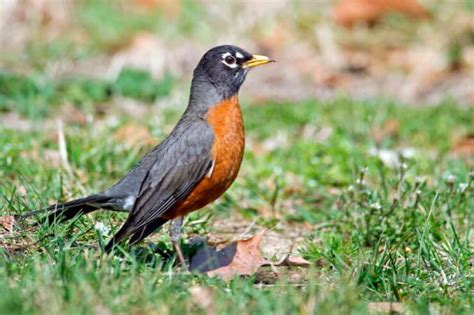 19 Birds With Orange Chests Of North America With Pictures