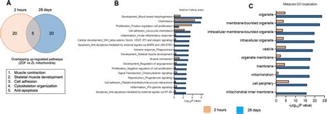 Top 25 Upregulated Pathways Implicated In The Transcriptomic