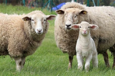 Cotton Vs Wool Key Differences Between These Natural Fibers