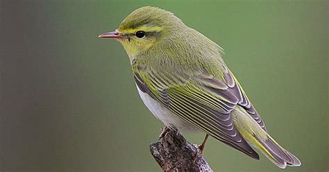 Seed Masts Create Resource Pulses That Ripple Through The Ecosystem Affecting Rodents