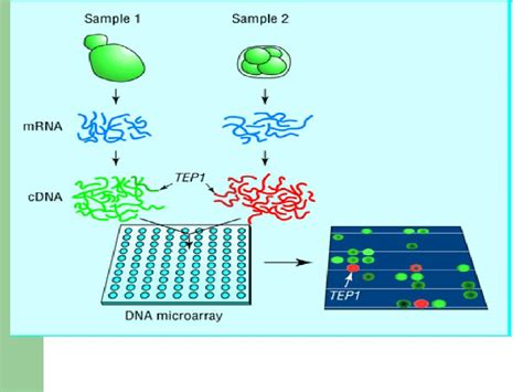 Ppt Microarrays Powerpoint Presentation Free Download Id3979338