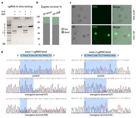 I Gonad Adaptation And Testing A Sgrna Single Guide Rna In Vitro Download Scientific