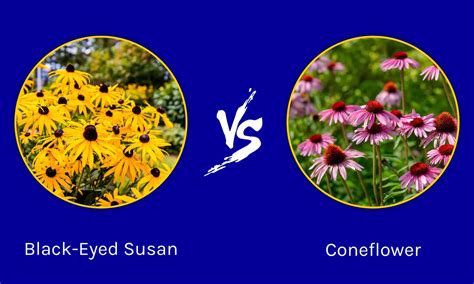 Black Eyed Susan Vs Coneflower Whats The Difference A Z Animals