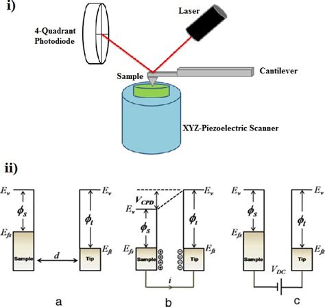 Surface Potential Measurement Of Bacteria Using Kelvin Probe Force