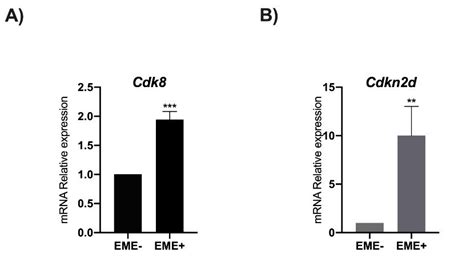 Ra Induces Cdk8 And Cdkn2d Gene Expression In Escs A Cdk8 And B