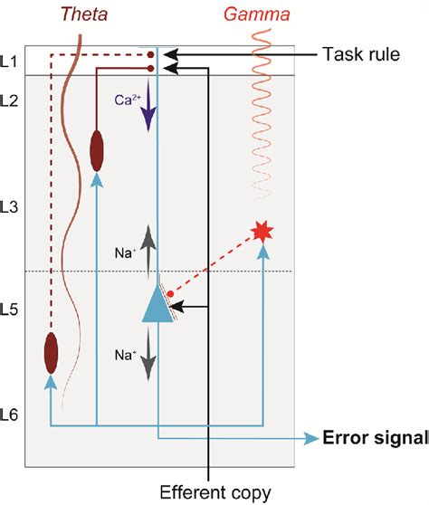 Cortical Microcircuit For Coincidence Detection Underlying Cognitive